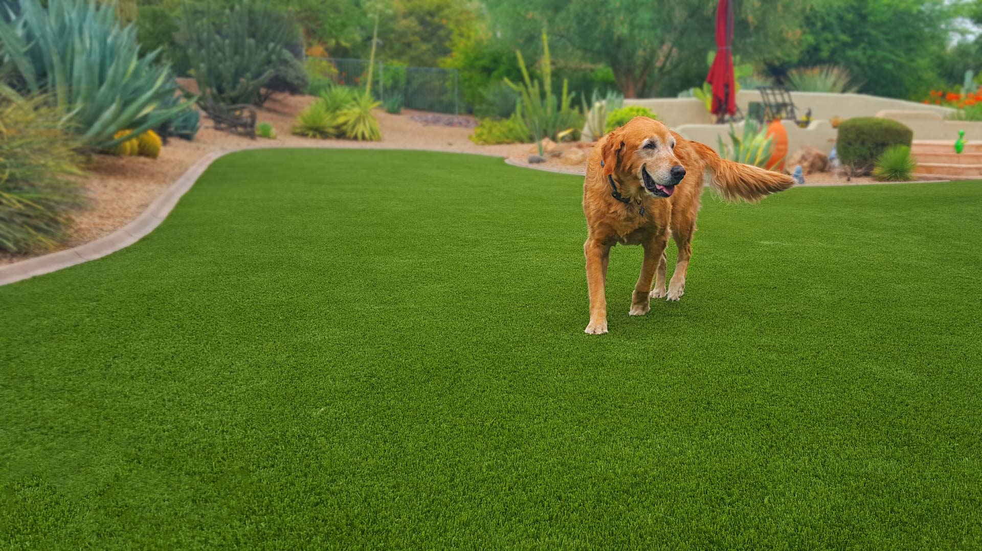 Pet Turf vs. Real Grass: Which Is Better for Your Backyard? | Smart ...