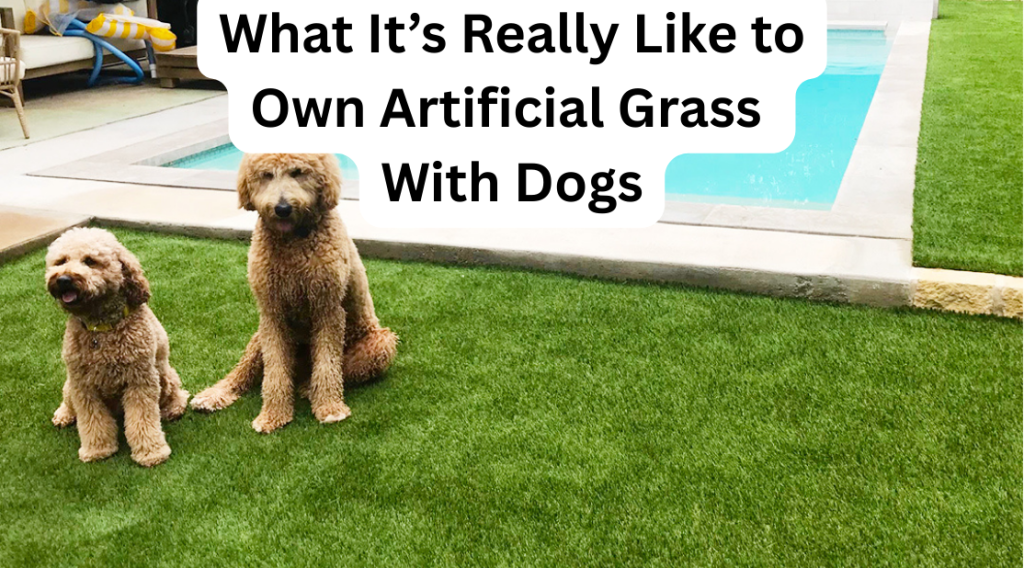 What It’s Really Like to Own Artificial Grass With Dogs | Smart Turf ...
